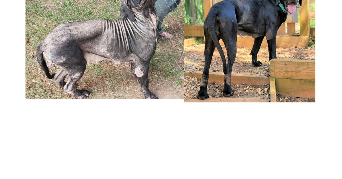 Pet Tender Angels Rescue and Rehabilitation - Kristin Medlin's fundraiser