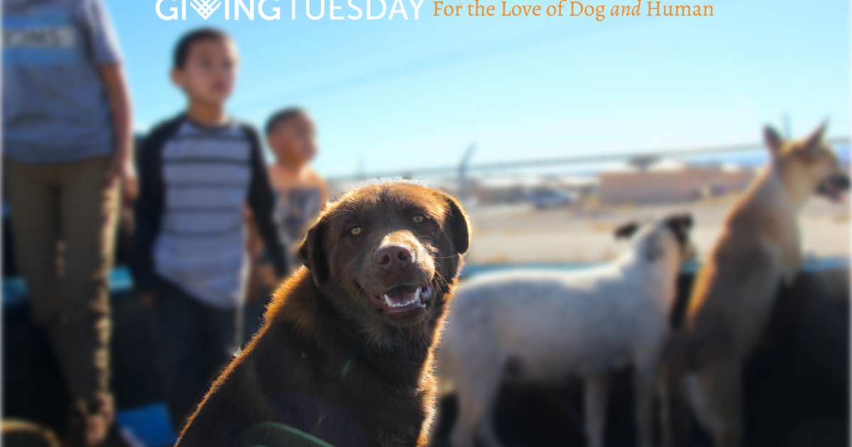 Underdog Animal Rescue and Rehab - Amber Mackay's fundraiser