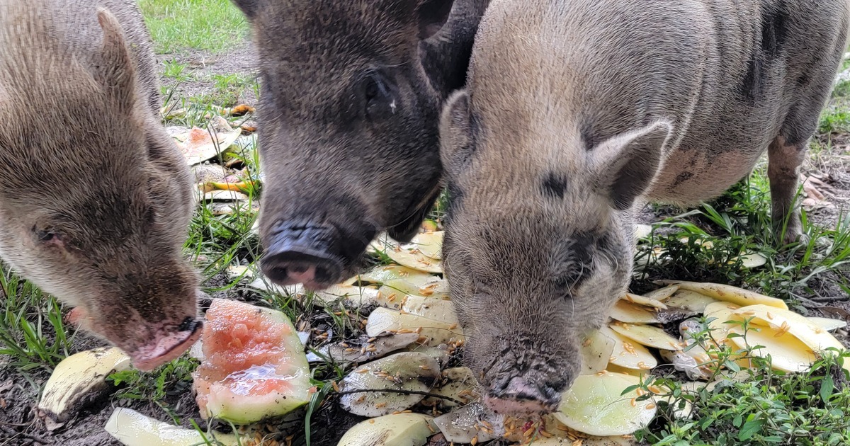 Epic Outreach Inc - Help Me Feed My Favorite Farm Friends