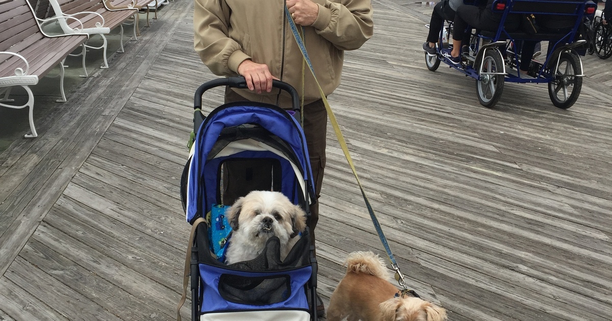 Worcester County Humane Society Incorporated - Stephanie Gamm's fundraiser