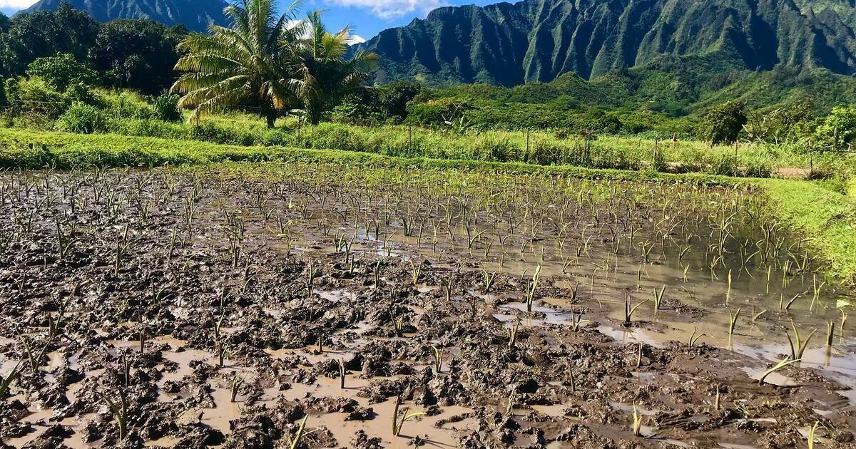 Hawaii Peoples Fund - Maria-Elena Caprio's fundraiser