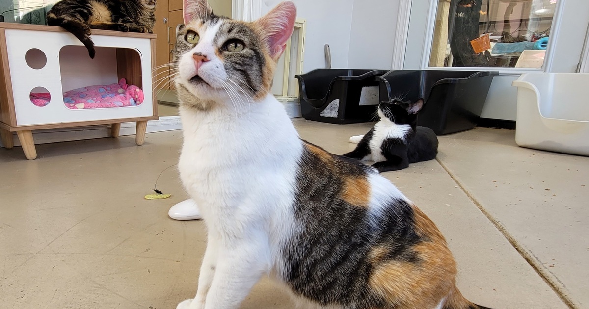 Kitten Rescue - Rachel Parham's Fundraiser