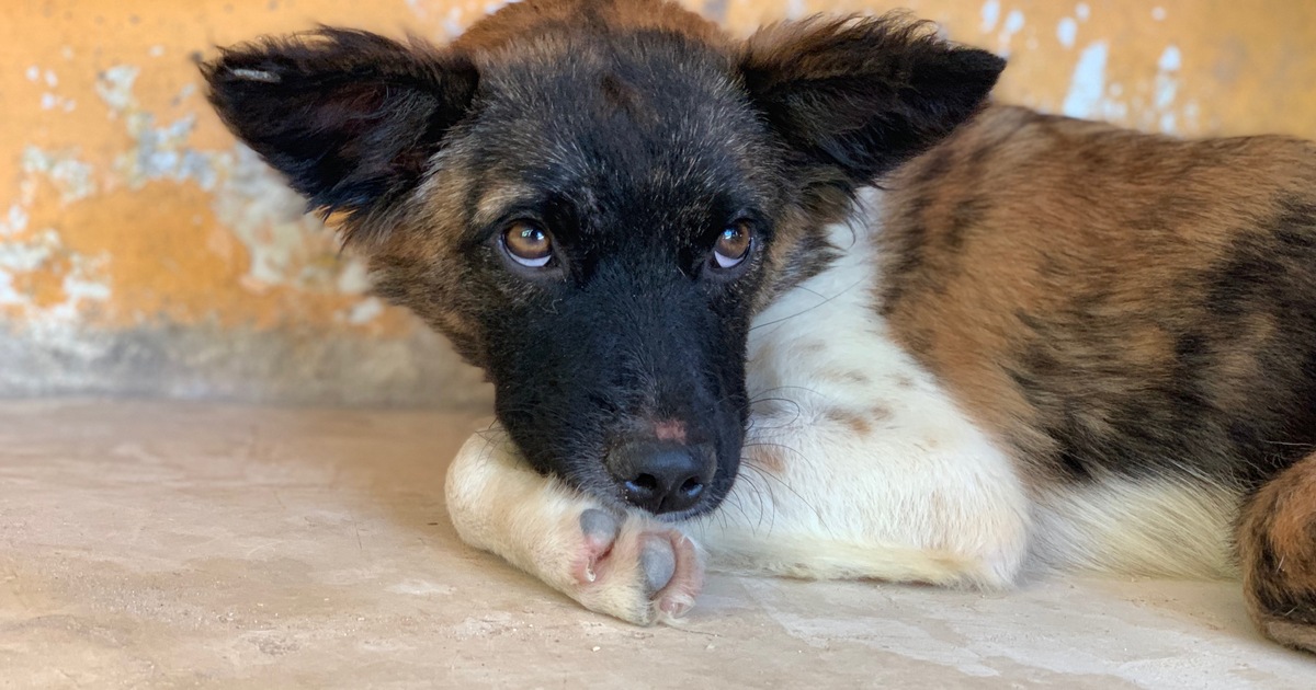 SAVE-A-PET ANIMAL RESCUE INC - Corey Fitzpatrick fundraiser