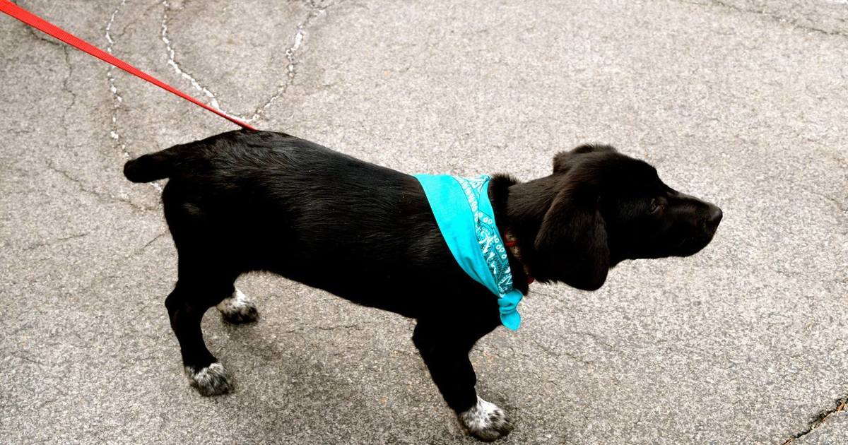 CRISIS SERVICES - Kimberly Rapp's fundraiser