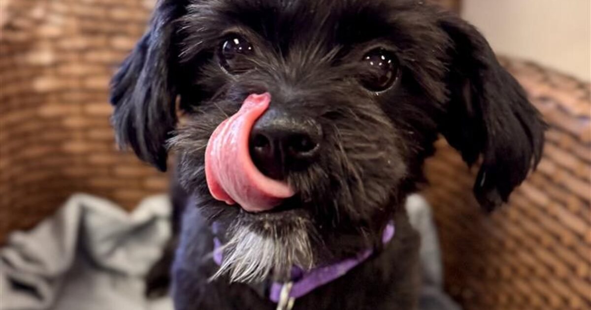 Midland County Humane Society - Carly Lillard's fundraiser