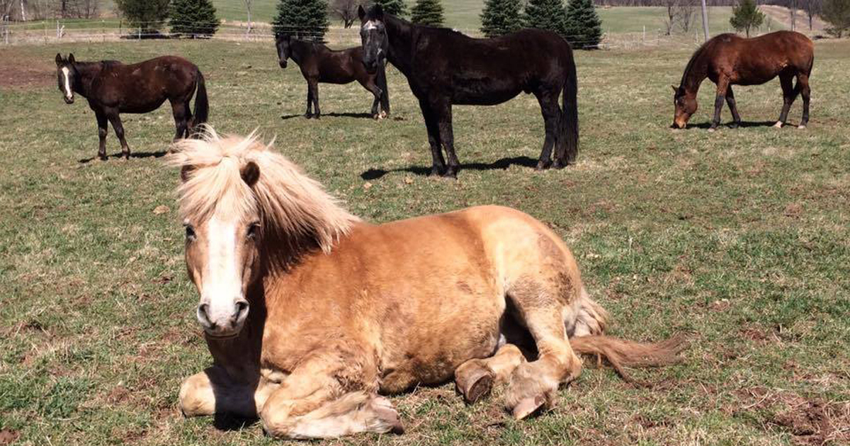 Rosemary Farm Sanctuary Inc. - Jacob Bianchi's Fundraiser