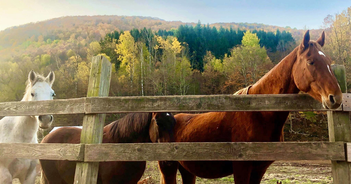 Rosemary Farm Sanctuary Inc. - Anna Clepper's fundraiser