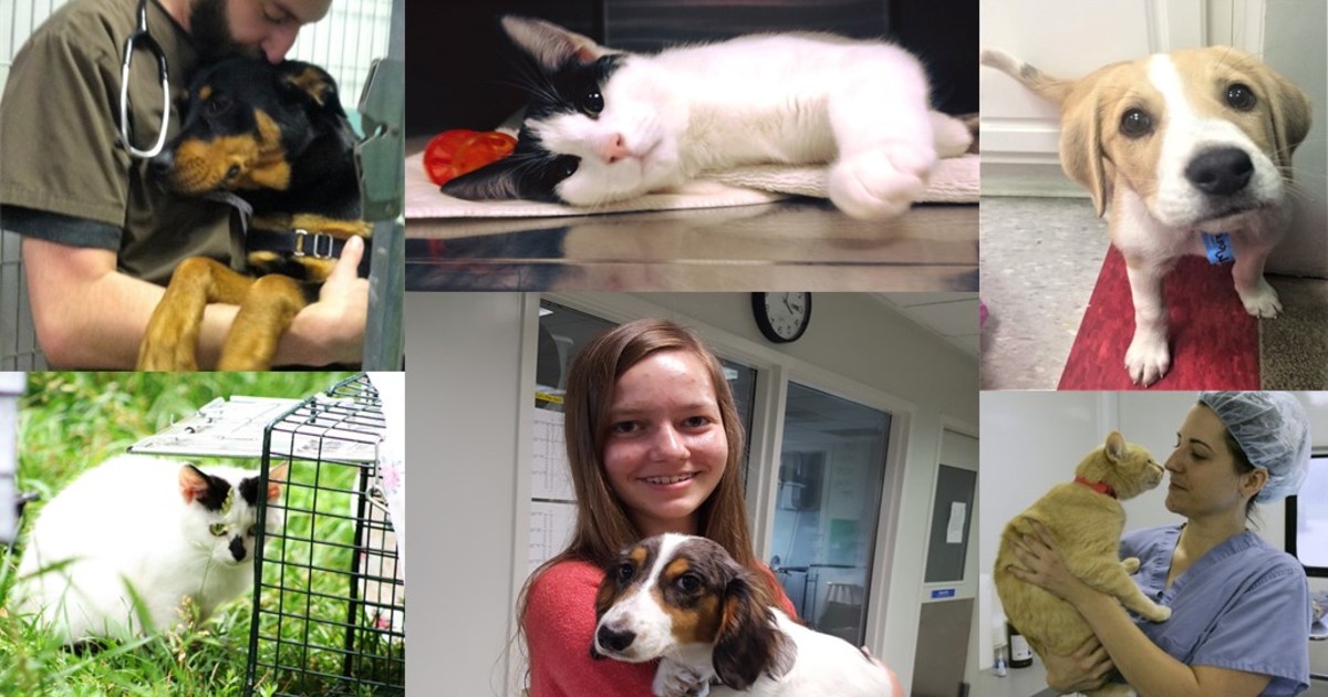 Petfix Northeast Ohio, Inc. - No Balls Ball