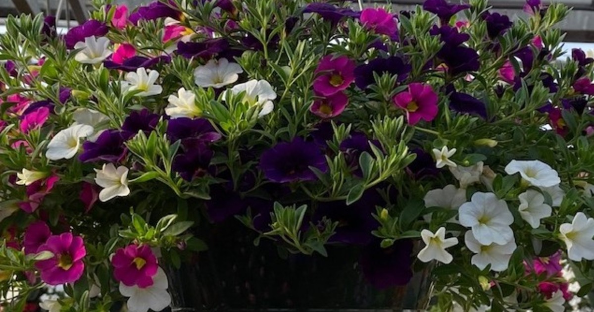 Forbes House - Empowered Flowers from Forbes House