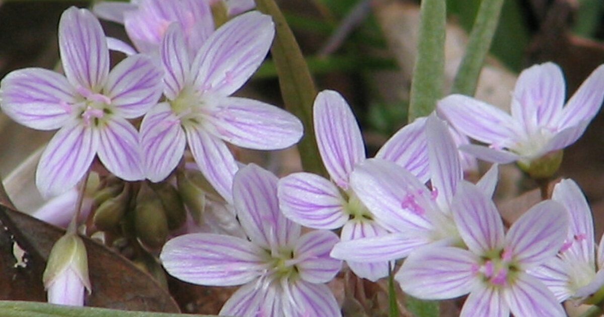 Allegheny Land Trust - First Friday Hike: Wildflower Research @ Barking ...