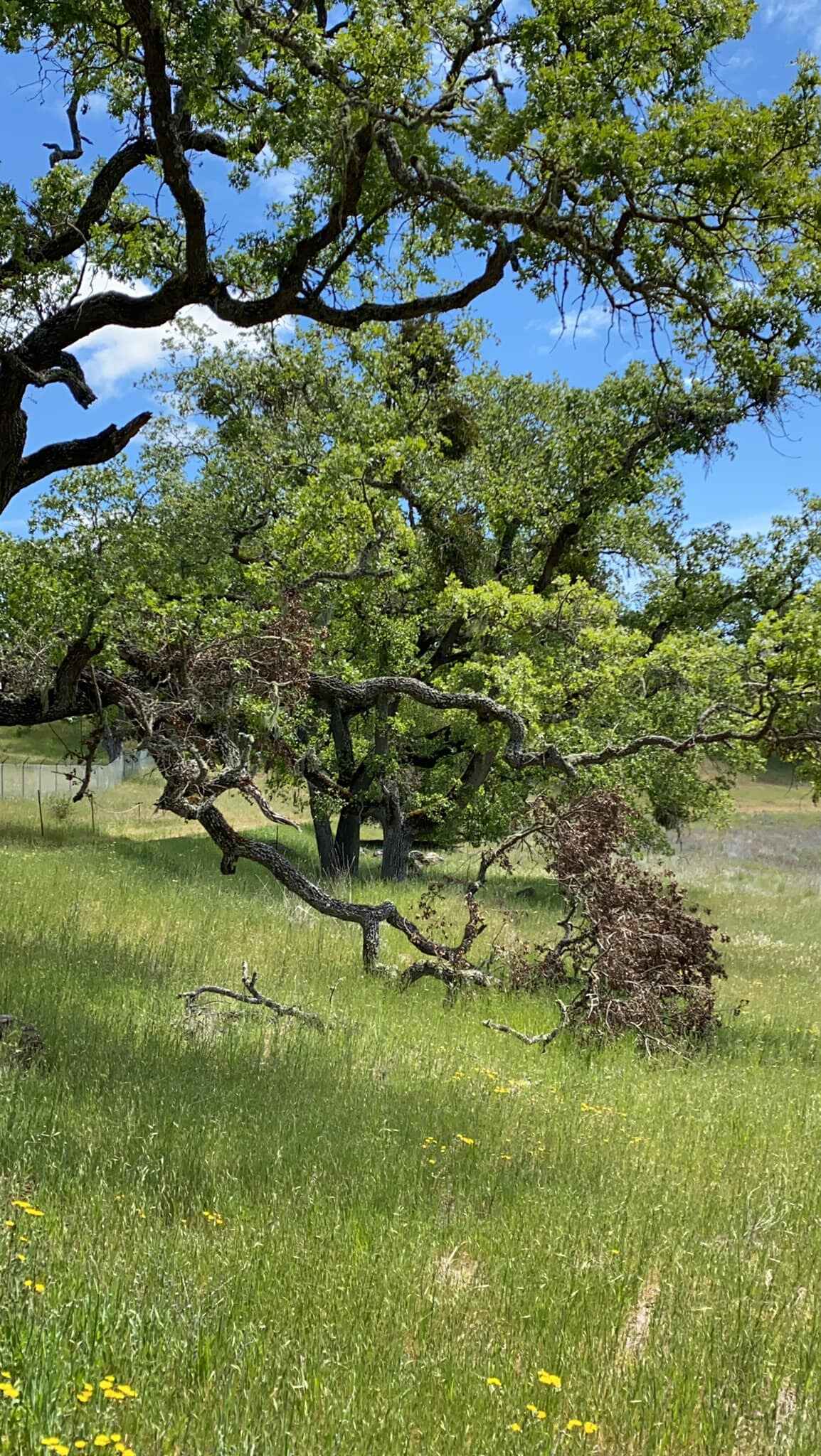 Saved By Nature - Jasper Ridge Biological Preserve