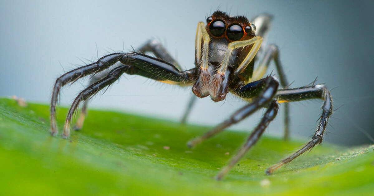 Allegheny Land Trust - Science of Spiders Webinar