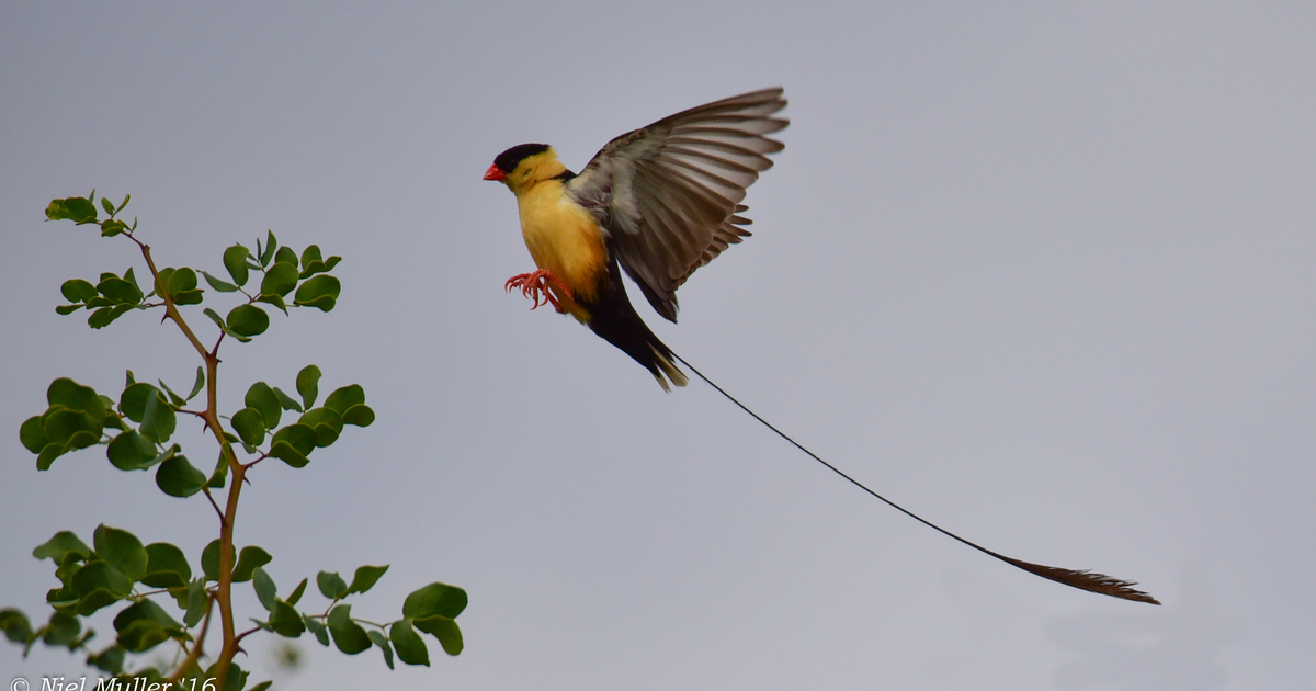 Grassland Bird Trust - 2023 Namibia and Botswana Birding Tour - Part 1