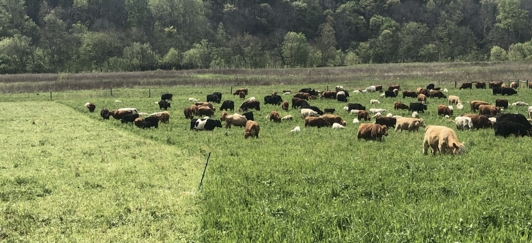 APPALACHIAN NE TENNESSEE RESOURCE CONSERVATION & DEVELOPMENT COUNCIL ...