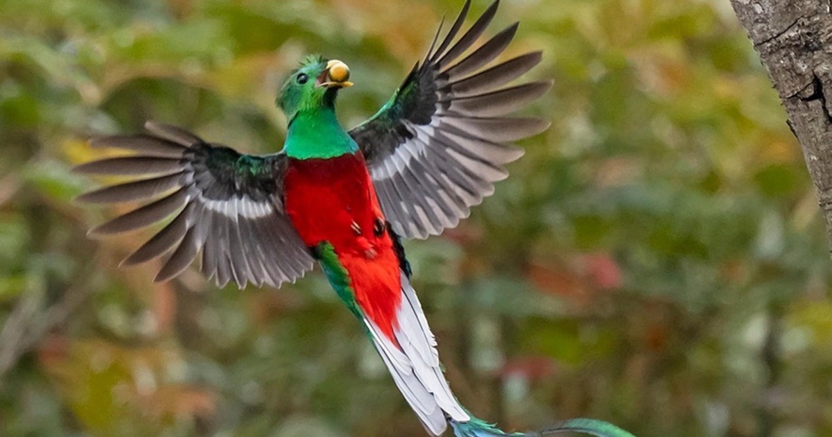 Virginia Beach Art Center Inc - X 2022-A4 - Janet Ogren/Costa Rica ...