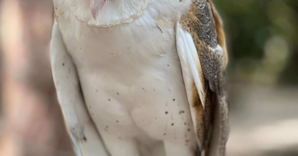 The Busch Wildlife Sanctuary Inc - Night Walks at the Sanctuary