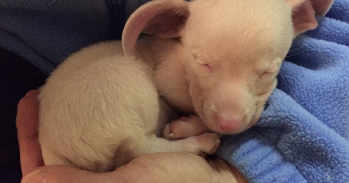 Piglet International Inc - Piglet's 6th Gotcha Day Zoom Party