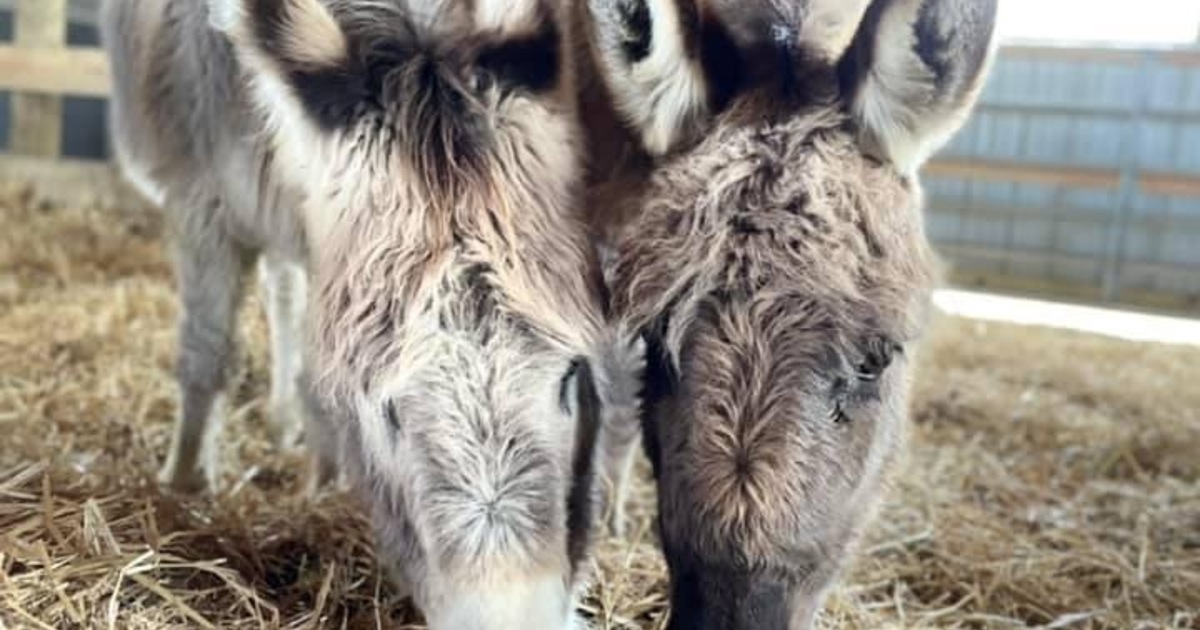 Little Longears - Visit Little Longears Aug 20