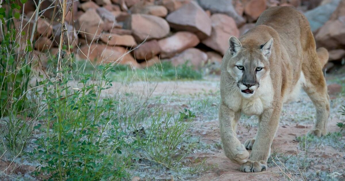 Mountain Lion Foundation - Best and Worst Places to Be a Mountain Lion ...