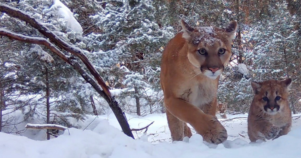 Mountain Lion Foundation - Trail Cams for Conservation
