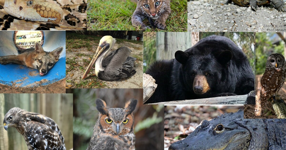 The Busch Wildlife Sanctuary Inc - All About our Animal Ambassadors ...