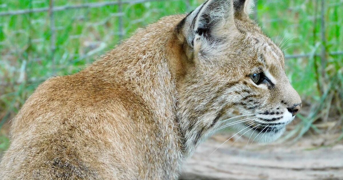 PROFESSIONAL ANIMAL RETIREMENT CENTER - Small Cats & Fox Habitat ...