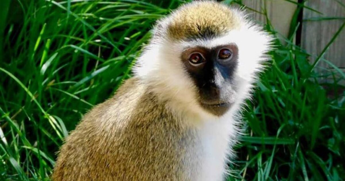 PROFESSIONAL ANIMAL RETIREMENT CENTER - Primates & Small Mammals ...