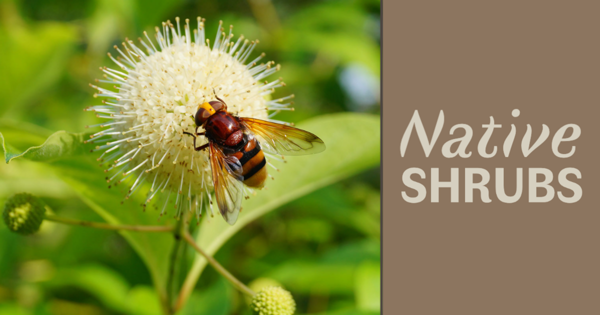 Civic Garden Center of Greater Cincinnati - Native Shrubs