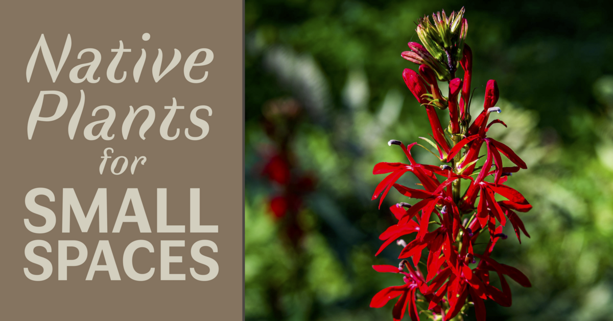 Civic Garden Center of Greater Cincinnati - Native Plants for Small Spaces