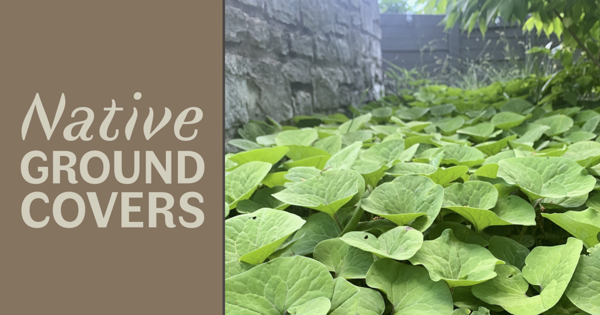 Civic Garden Center of Greater Cincinnati - Native Ground Covers