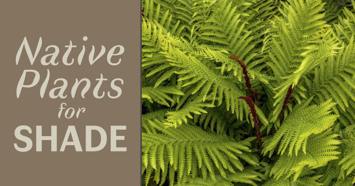 Civic Garden Center of Greater Cincinnati - Native Plants for Shade