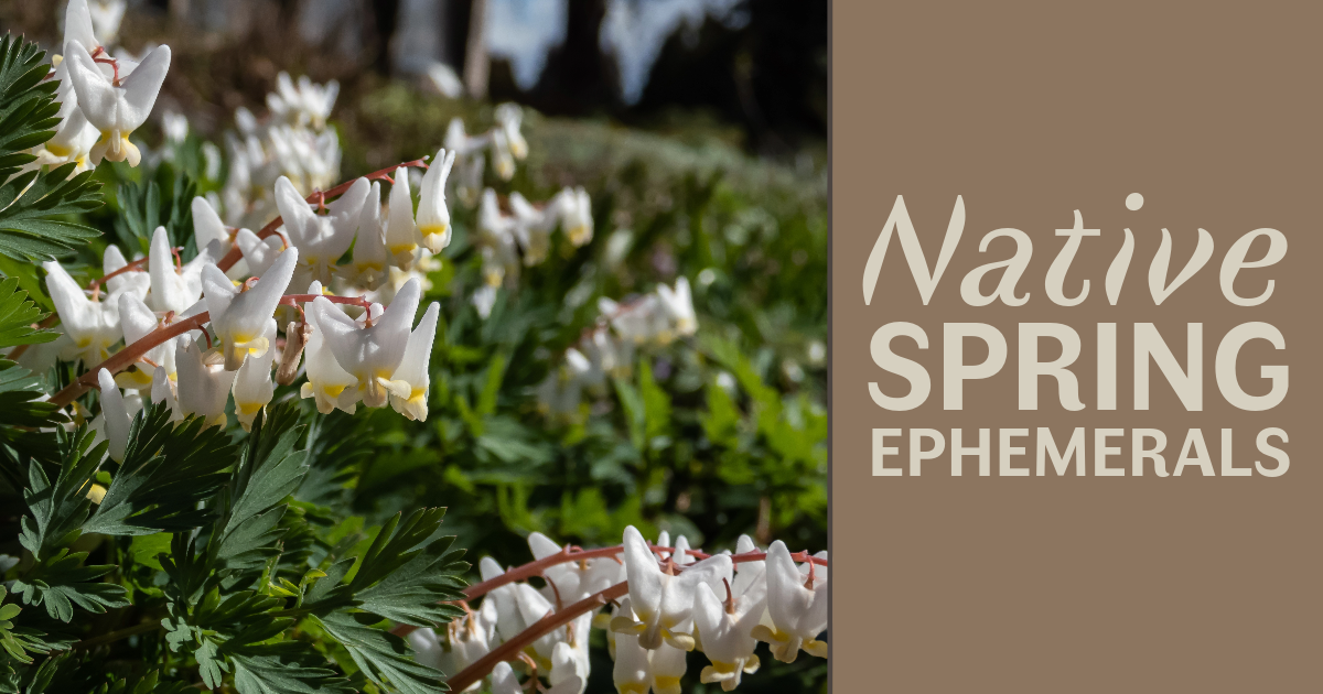 Civic Garden Center of Greater Cincinnati - Native Spring Ephemerals