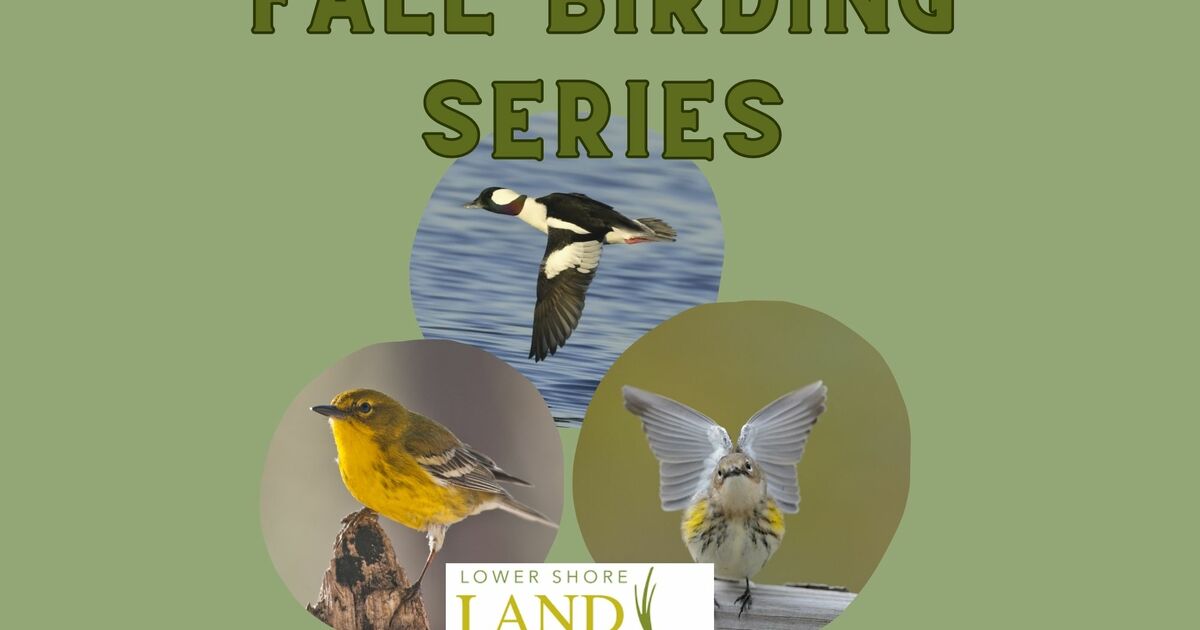 LOWER SHORE LAND TRUST - 2023 Fall Bird Series