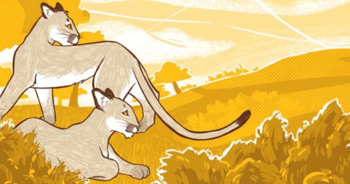 Mountain Lion Foundation - Tales of the Urban Wild: A Puma's Journey