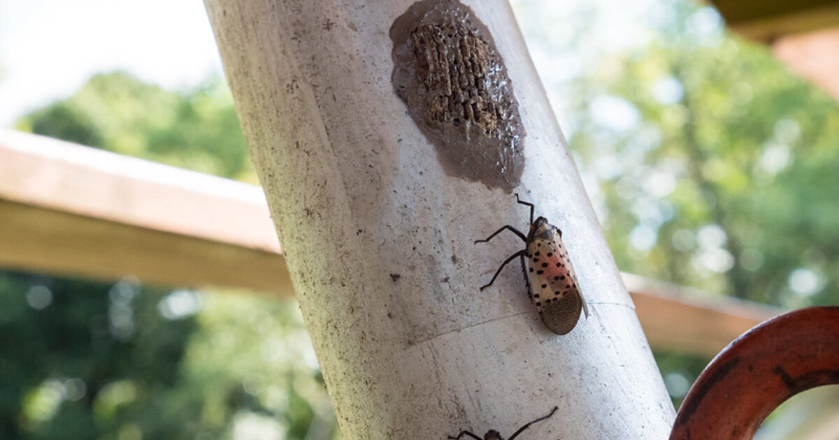 Allegheny Land Trust - Science Stroll: Spotted Lantern Fly Scrape and ...