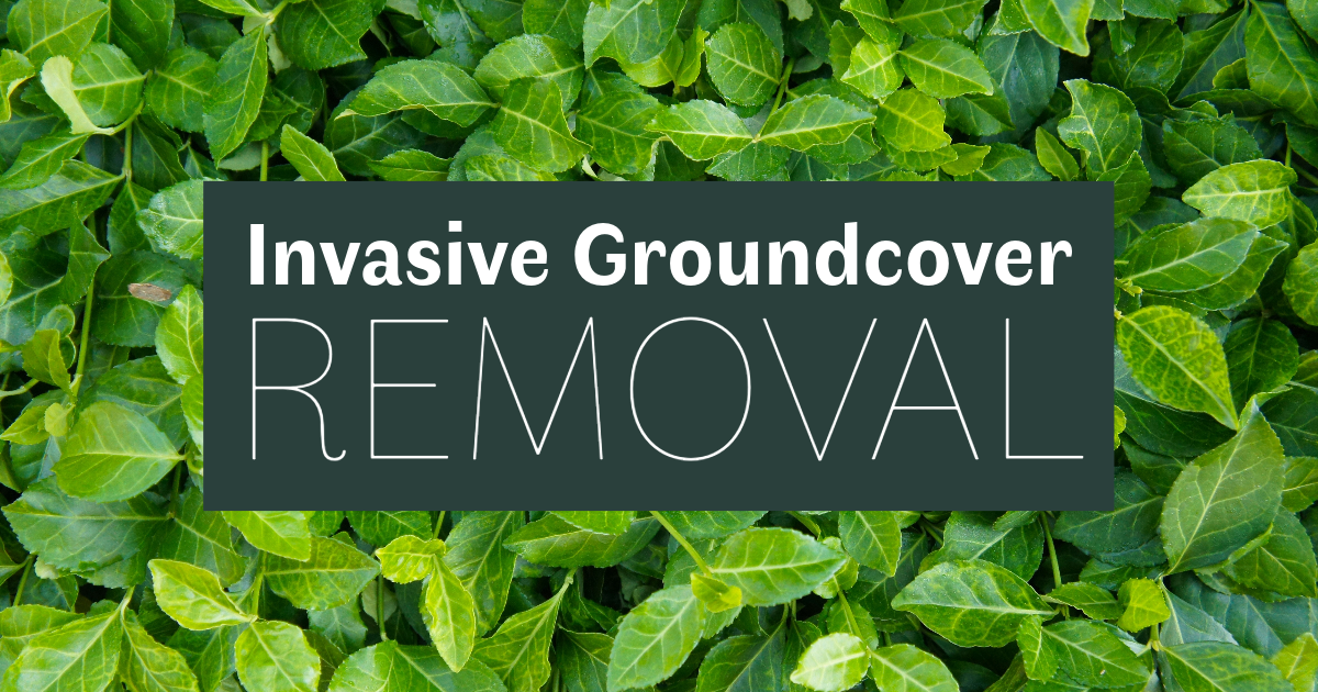 Civic Garden Center of Greater Cincinnati - Invasive Groundcover Removal