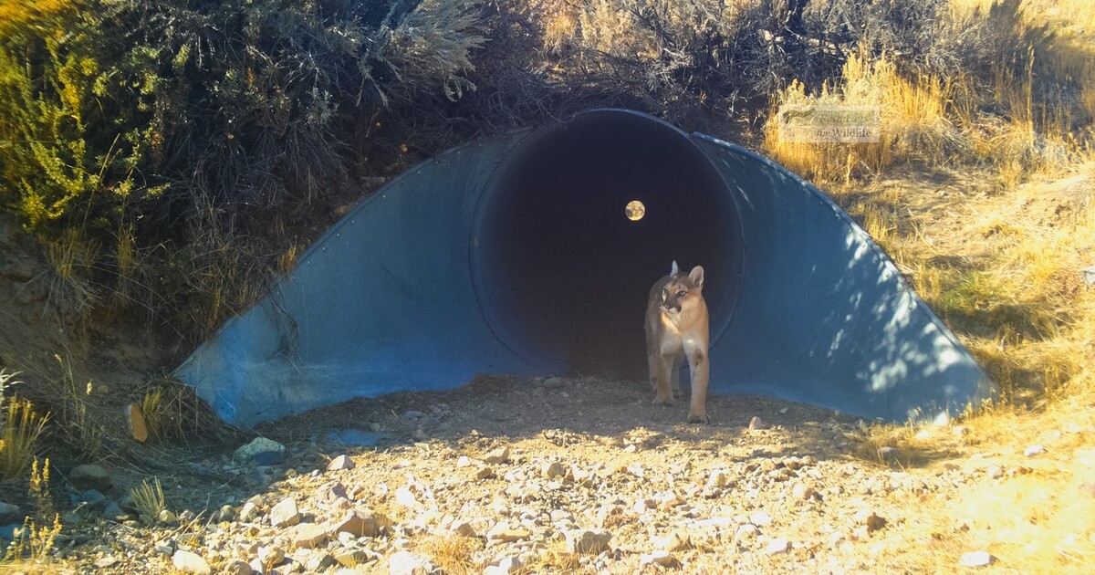 Mountain Lion Foundation - Purr-fect Puma Crossings
