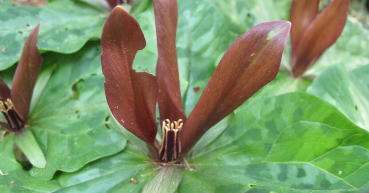 Allegheny Land Trust - 50+ Walking Series with AARP: Wildflowers of ...