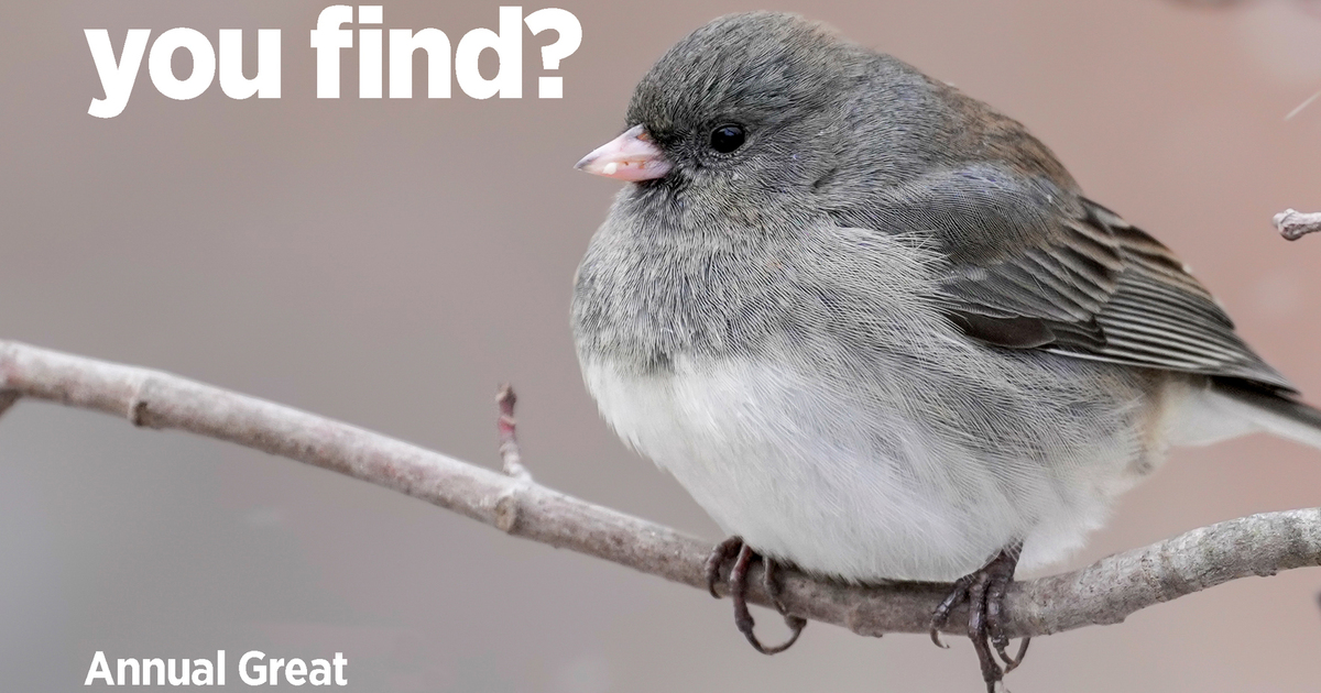 CHANNEL ISLANDS RESTORATION - Join The 2024 Great Backyard Bird Count ...