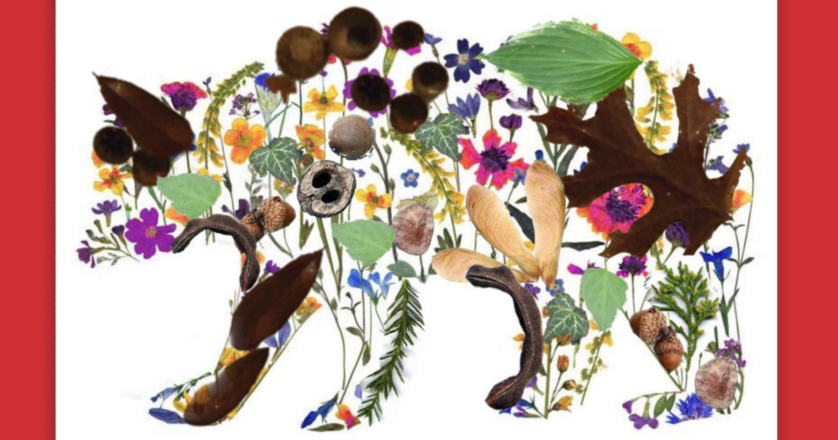 Galesburg Community Arts Center - Nature Assemblage — Big Read: The Bear