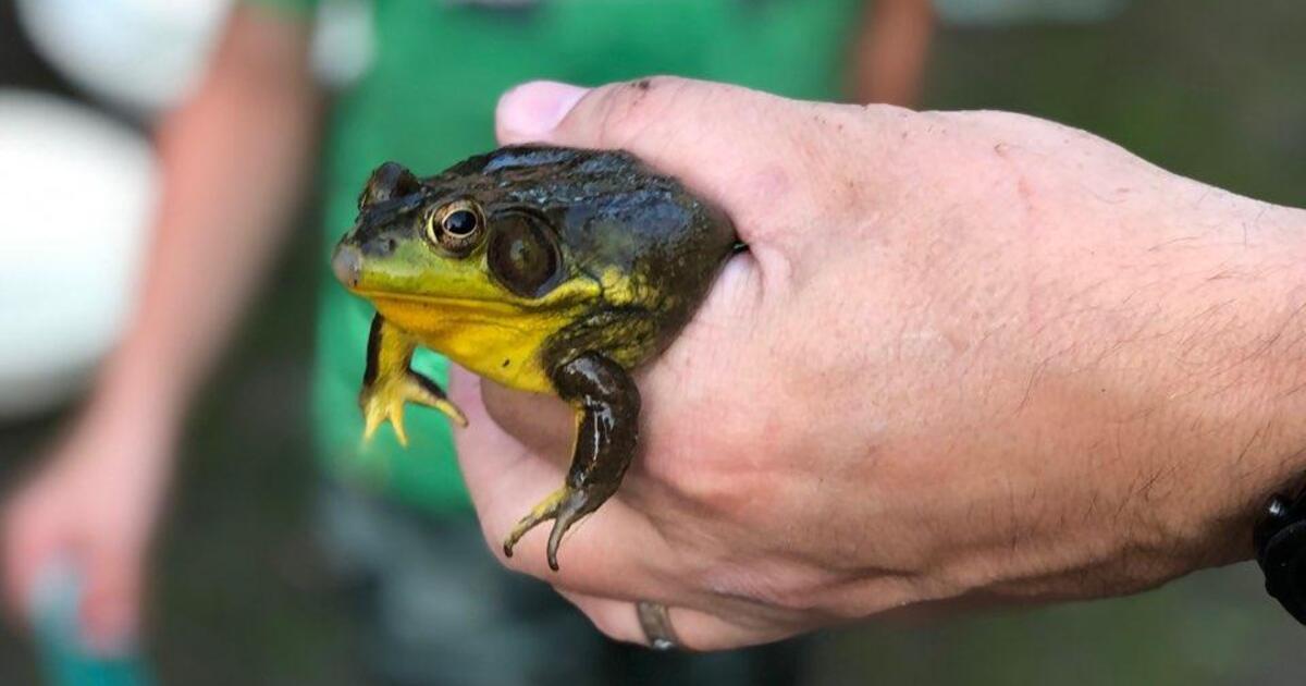 Bubolz Nature Preserve Inc - Let's Go Froggin!
