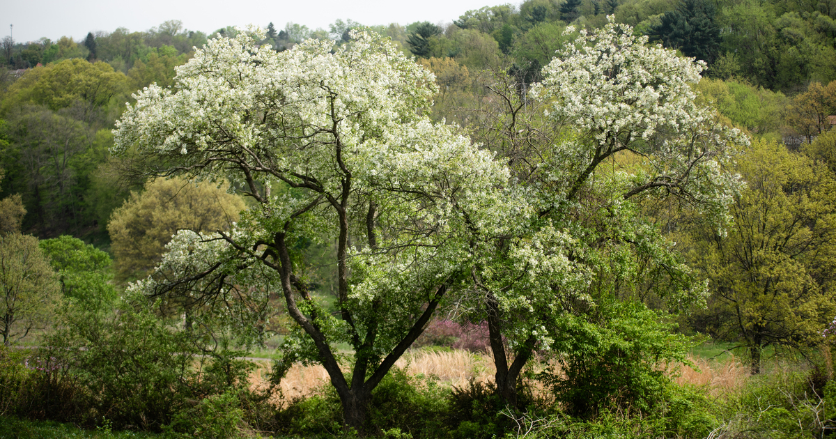 Allegheny Land Trust - Tree Planting at Churchill Valley Greenway