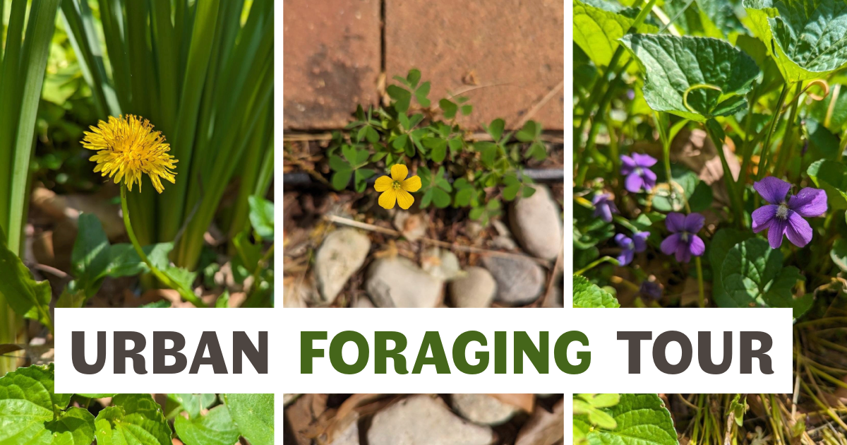 Civic Garden Center of Greater Cincinnati - Urban Foraging Tour