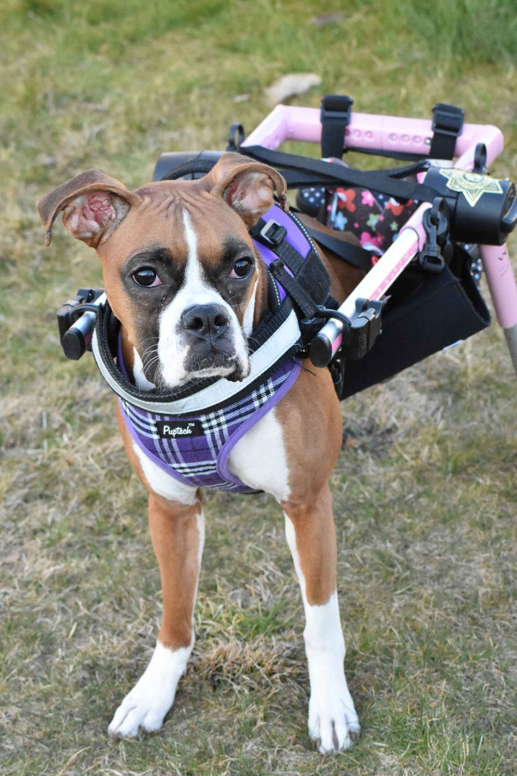 Piglet International Inc - Rescuing and Rehoming Senior and Disabled Dogs