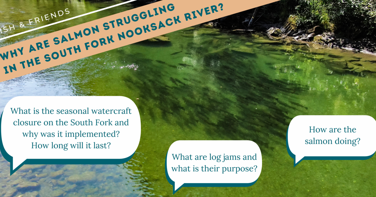 NOOKSACK SALMON ENHANCEMENT ASSOCIATION - Why are salmon struggling in ...