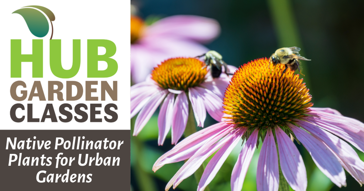 Civic Garden Center of Greater Cincinnati - HUB Garden Class: Native ...