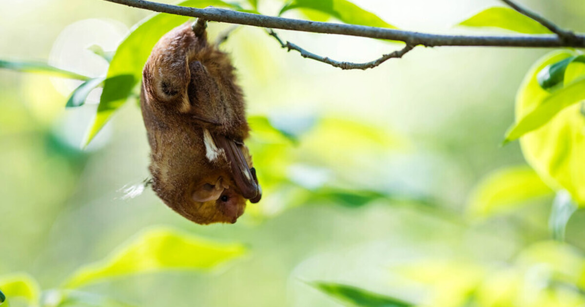 Allegheny Land Trust - Pennsylvania's Beautiful Bats!