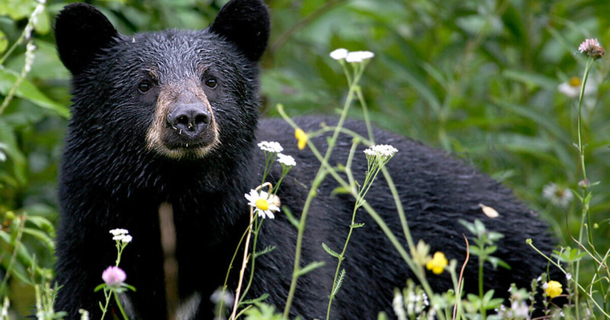 Allegheny Land Trust - All About Bears