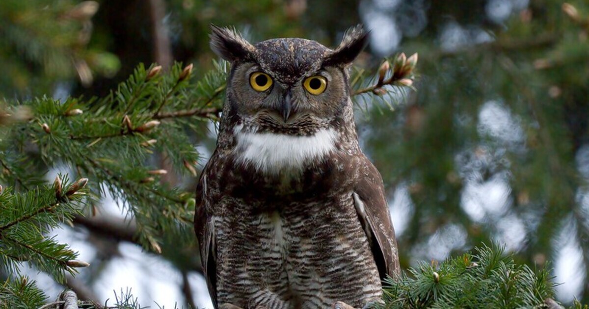 Allegheny Land Trust - Apex Animals