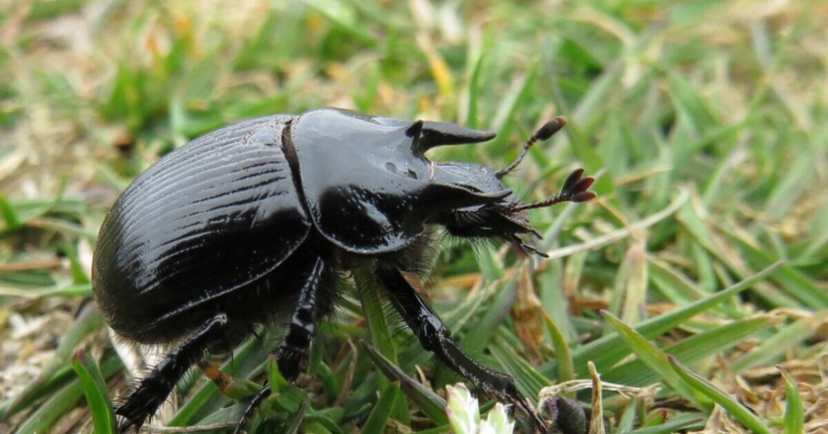 Allegheny Land Trust - Bug Olympics